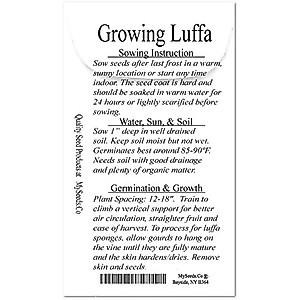 Big Pack - (100) Luffa Luffa Cylindrica Loofah Seeds - Dishcloth Or Luffa Gourd Fruits Grow To Approx. 2' - Non-GMO Seeds By MySeeds.Co (Big Pack - Luffa Gourd Reg)