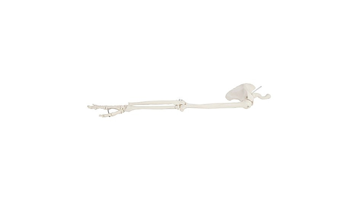 Axis Scientific Life-Size Right Arm Skeleton Model