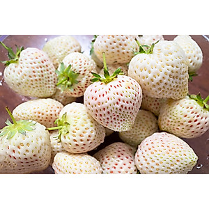 710+ Dwarf Fruit Seeds for Planting (Individually Packaged) Cherries 10pcs White Strawberry 200pcs Red Strawberry 200pcs Raspberry 200pcs Elderberry 100pcs
