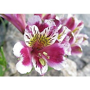 10+ Mix Canna Lily Seeds Peruvian Dr Salters Flower Flowers