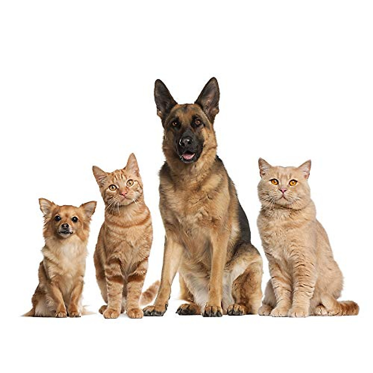 cat Omega 3 Fatty acids - Omega 3 Fatty ACIDS for Pets - Dogs and Cats - Premium Health - cat Joint Health Treats - 360 Softgels (2 Bottles)