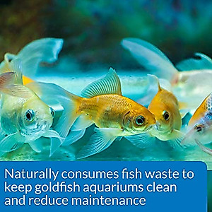 Aquarium Pharmaceuticals Goldfish Start Up Pack