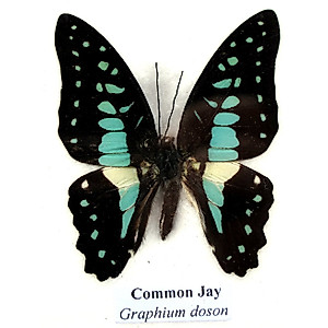 Insectfarm Framed Real Beautiful Common Jay Butterfly Specimen Collection Display Insect Taxidermy