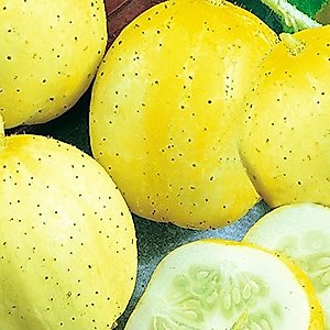 50 Lemon Cucumber Seeds | Non-GMO | Heirloom | Fresh Garden Seeds