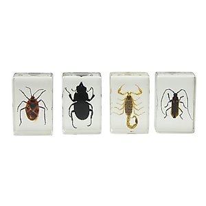 Celestron 44407 3D Bug Specimen Kit #1 (Black, Brown, Yellow)