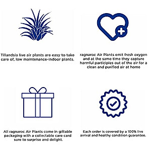 ragnaroc Live Plants - Bromeliad Neoregelia 'Fireball', Large 6" - 2ct - Live Arrival Guaranteed - House Plants for Home Decor & Gift