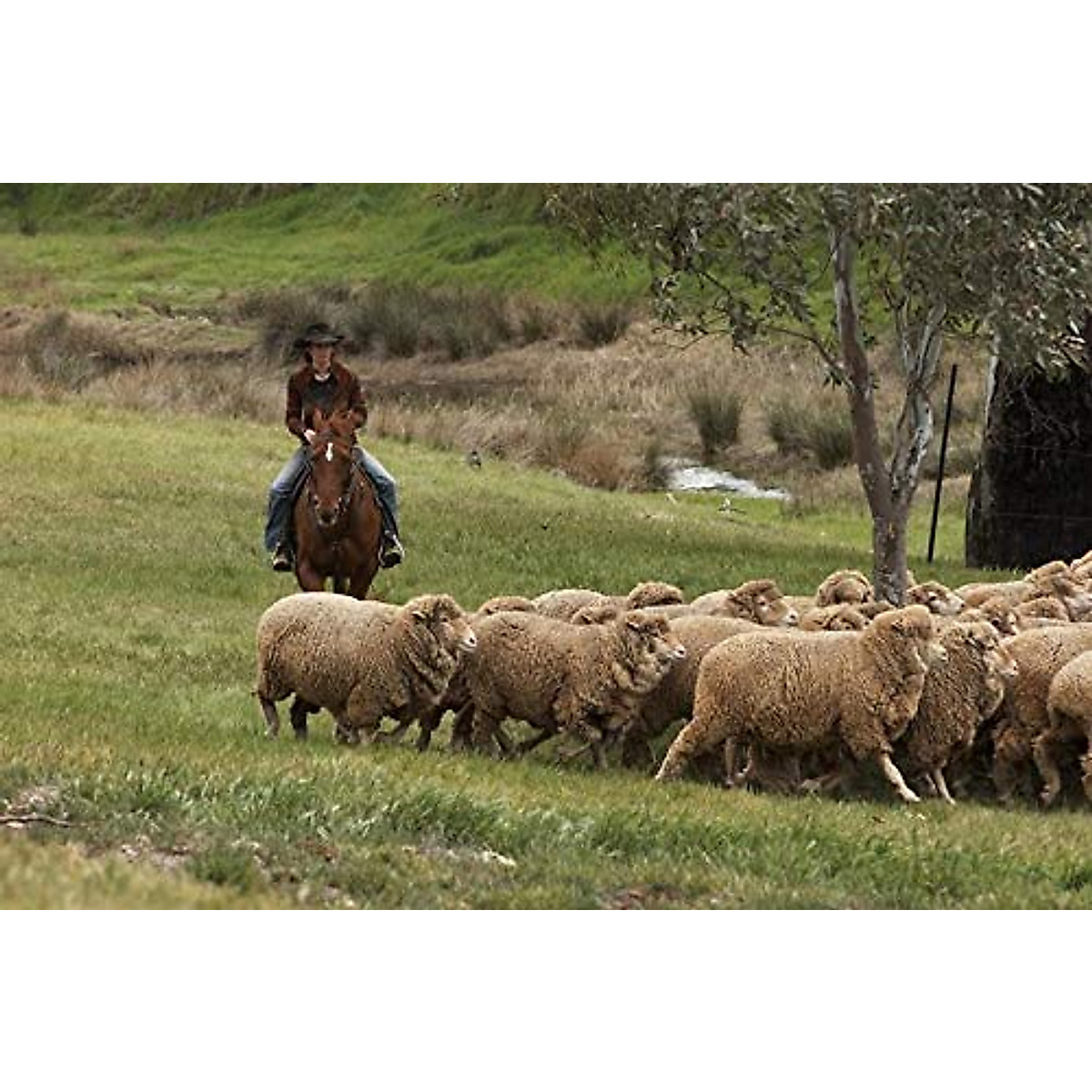 MCLEODS TÖCHTER - S.7 - MCLEOD [DVD] [2006]