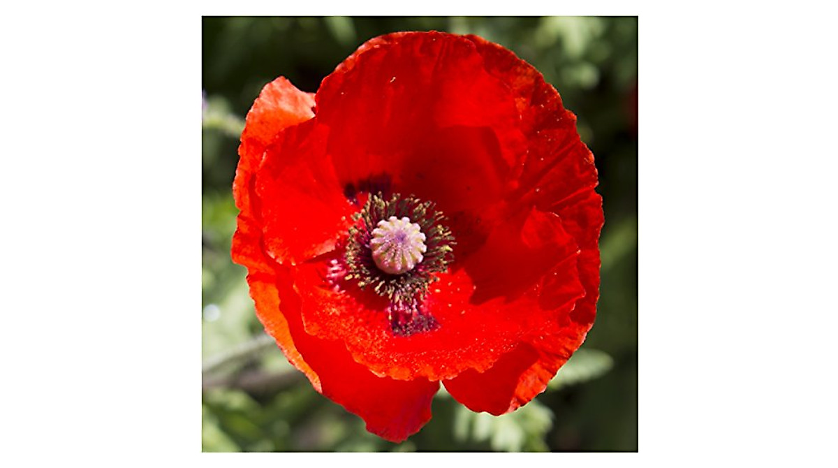 100,000+ Red Poppy Seeds for Vibrant Gardens