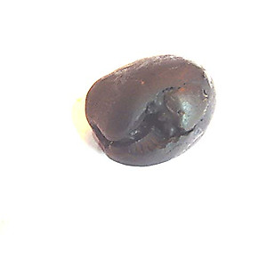 phoenix888 Sacred Adwaitya Shweta Gadadhar Pandit Shaligram Nepal Kali Gandaki