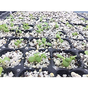 AIFUSI 10 Pack Seed Starter Kit, 72 Cell Seedling Trays Gardening Germination Plastic Tray Nursery Pots Mini Propagator Plant Grow Kit Plug Tray Starting Trays for Seedling Germination