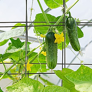 Cucumber Trellis A Frame Garden Trellis for Climbing Plants Outdoor Vegetables Flowers 2Packs
