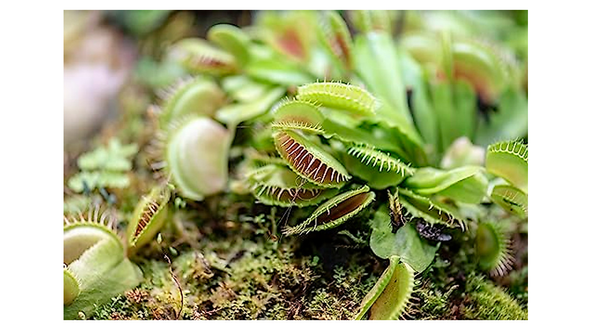 Buy Live Venus Fly Trap Plant for Indoor Pest Control | Altman Plants