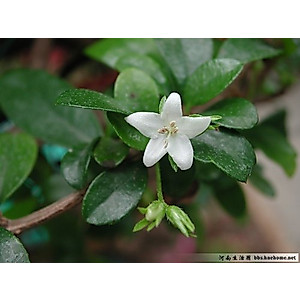 Fukien Tea Bonsai Flowering Plant 17" Tall with 10" Pot Over 15 Years Old Tree
