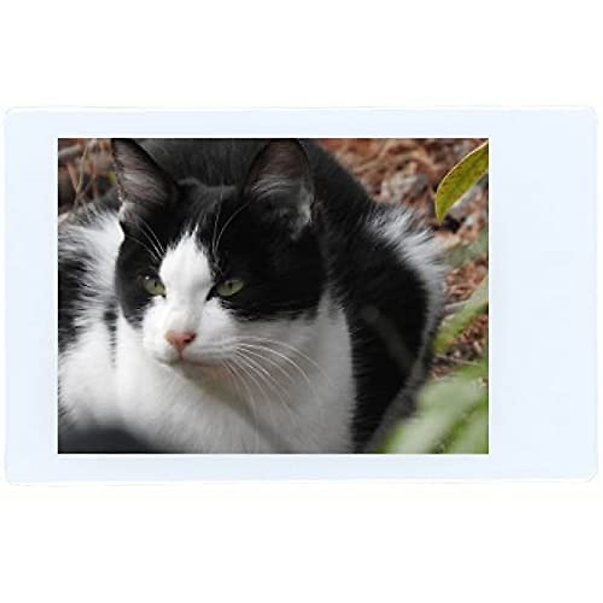 Fujifilm Instax Mini Instant Film (3 Twin Packs, 60 Total Pictures) for Instax Cameras