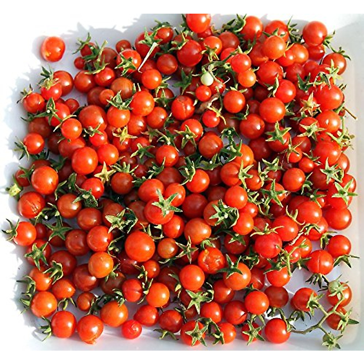 30+ Sweetie Cherry a.k.a. Sugar Sweetie Tomato Seeds, Heirloom Non-GMO, Extra Sweet, Heavy-Yielding, Indeterminate, Open-Pollinated, Delicious, from USA