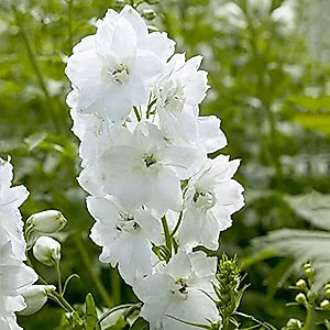 CHUXAY GARDEN White King Delphinium-Larkspur 150 Seeds Rare Ranunculaceae Flowering Plant White Angel Ornamental Garden Shows Low-Maintenance