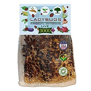 3000 Live Ladybugs - Good Bugs for Garden - Guaranteed Live Delivery!