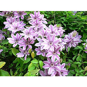 200+ Clematis Vine Plant Seeds - Mixed Color Clematis Vine Large Blooms Perennial Vine Clematis Flower Seeds for Planting