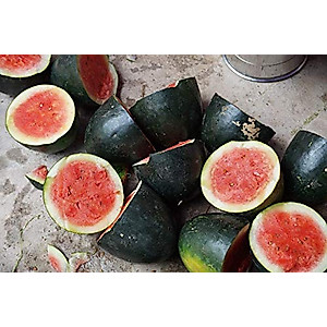 Gaea's Blessing Seeds - Sugar Baby Watermelon Seeds (3.0g) Non-GMO Seeds with Easy to Follow Planting Instructions - Heirloom 94% Germination Rate