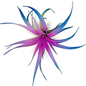 Colored Capitata Air Plant, Tillandsia Air Plant, Airplant, Air Purification, House Plant, Home Decor & Gift, Live Plant (Rainbow)