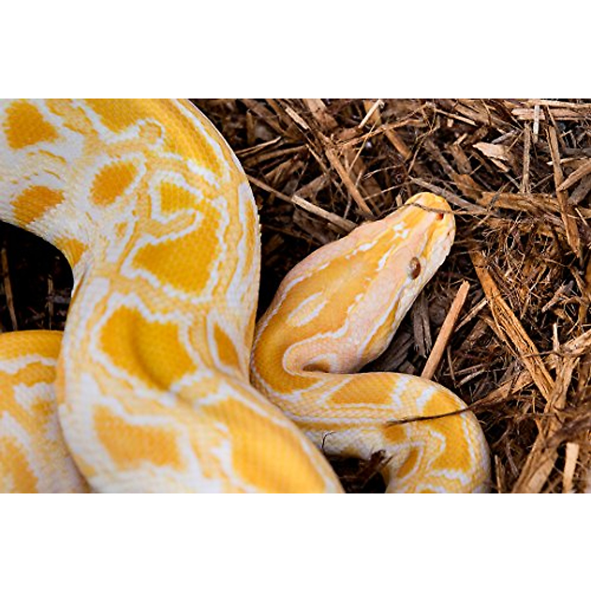 Galápagos (05054) Cypress Tank Mulch Forest Floor Bedding, 8-Quart, Natural