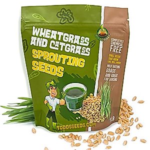 Todd's Seeds - 1 Pound of Wheatgrass Seeds - Non GMO Sprouting Seeds - Grind Into Whole Wheat Flour - Pet Grass - Cat Grass for Indoor Cats - Wheat Grass Seeds