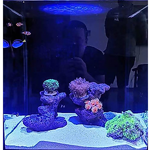 Aquarium Choice Big Size Ceramic Coralline Coral Frag Plugs Coral frag Plate Base
