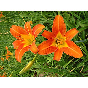 50+ Mixed Hemerocallis Hybrida Daylily Flowers Seeds Perennial Garden Plant Blooming