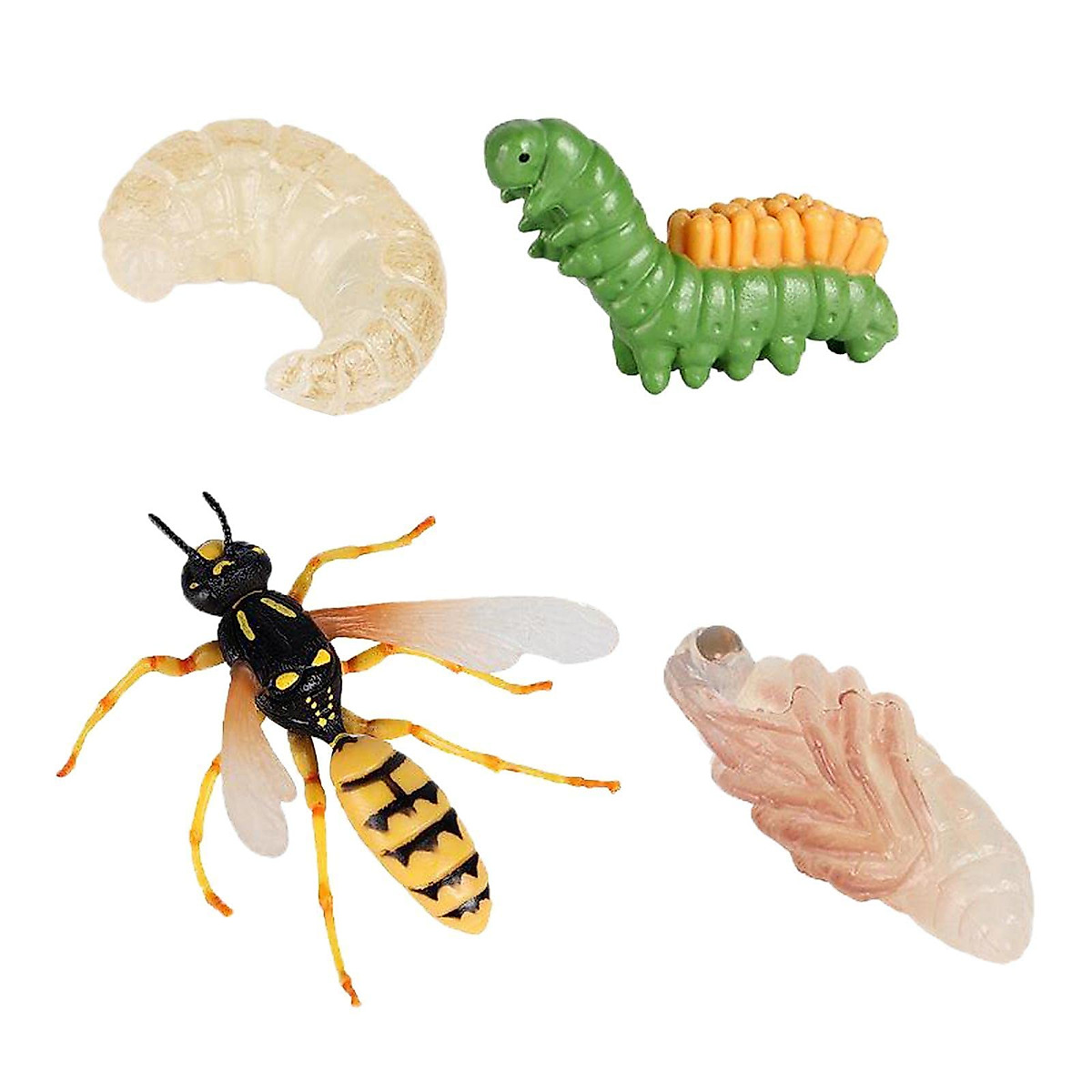 Colcolo 4Pieces Wasp Life Cycle Toy Figures Educational Children's Preschool Props