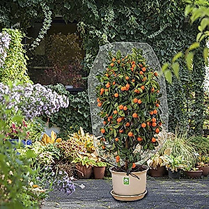 Alpurple 2PCS 4.6 x 3.9 ft Garden Plant Netting Mesh Barrier Bags-Fruit Tree Net with Drawstring-Tomato Plant Protective Netting Cover for Protect Plant Fruits Citrus Flower from Insect Bird Eating