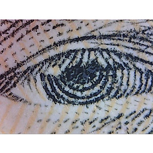 Opti-Tekscope Digital USB Microscope Camera- Advanced CMOS Sensor, True High Definition Macro 200x Zoom Imaging –1600 x 1200, Video, Flexible Acrylic Stand, 8 LED, Windows Mac Linux