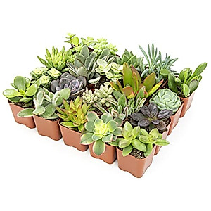 Altman Plants, Live Succulent Plants (20 Pack) Assorted Potted Succulents Plants Live House Plants in Cacti and Succulent Soil Mix, Cactus Plants Live Indoor Plants Live Houseplants in Planter Pots