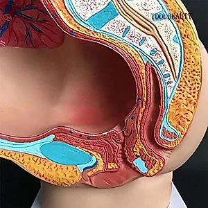 Medical Anatomical Pregnant Human Female Pelvis with Pregnancy 9 Months Baby Fetus Model Life Size with Removable Organs, 4-Parts, Hand Painted