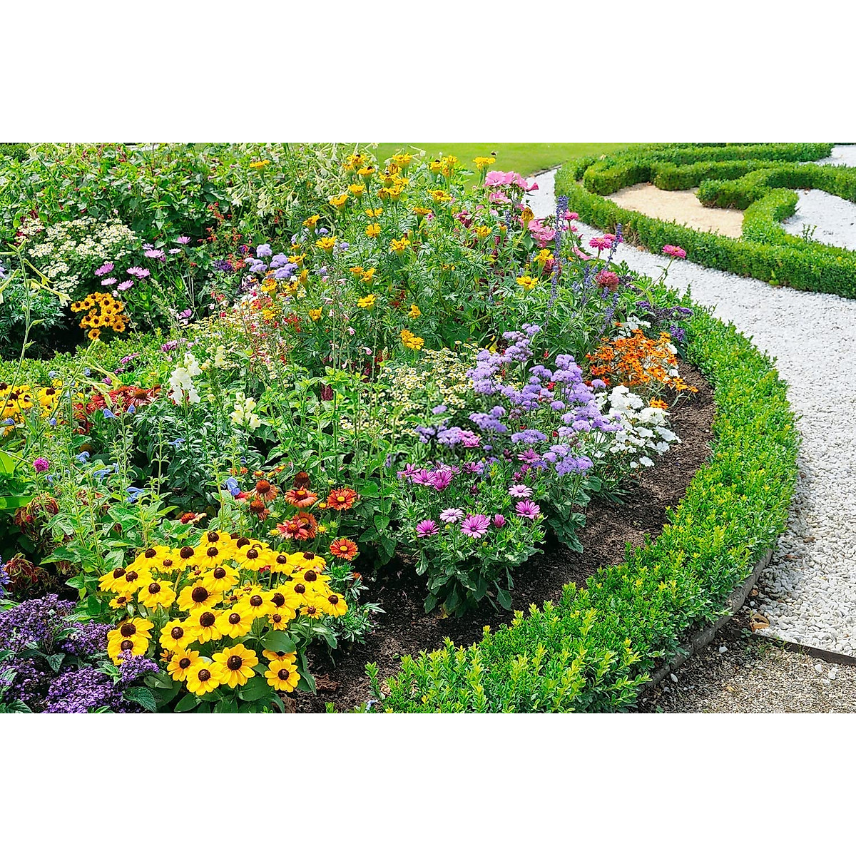 10000+ Perennial Mix Wildflower Seeds 16 Assorted Varieties of Heirloom Flower -1oz Zinnia Poppy Crimson Clover Milkweed Lupine Marigold Mexican Hat Sage Nasturtium