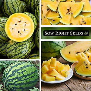 Sow Right Seeds - Yellow Crimson Sweet Watermelon Seed for Planting - Non-GMO Heirloom Packet with Instructions to Plant a Home Vegetable Garden - Rare Yellow Flesh Melon with Sweet Flavor (1)
