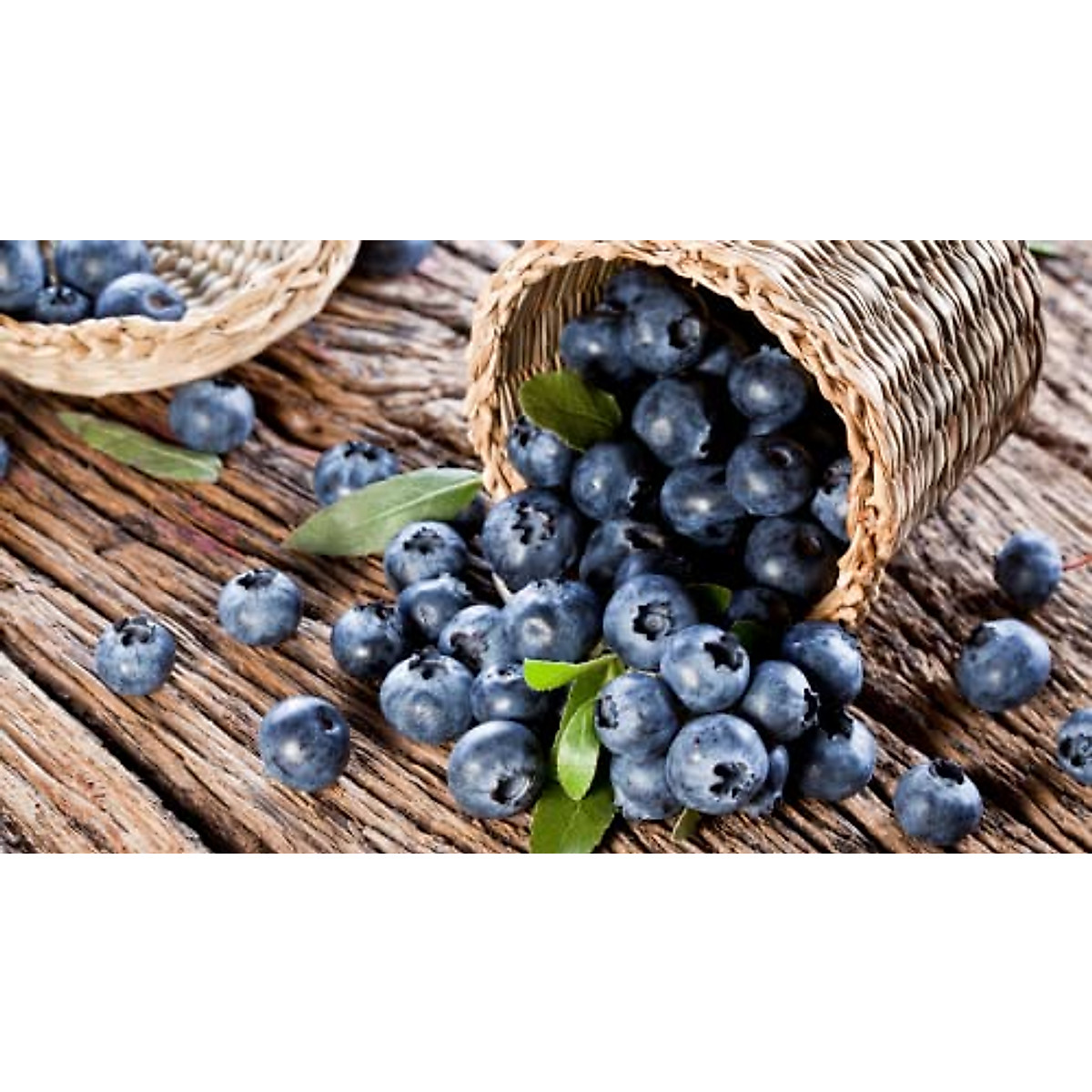 Jewel Blueberry Plants Live Sweet Berries Tree 5 to 7 Inches Ornaments Perennial Garden Simple to Grow Pot