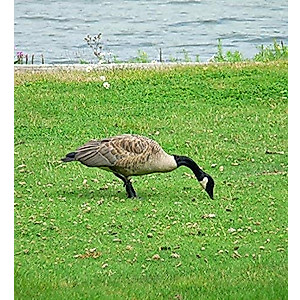 Away With Geese Light