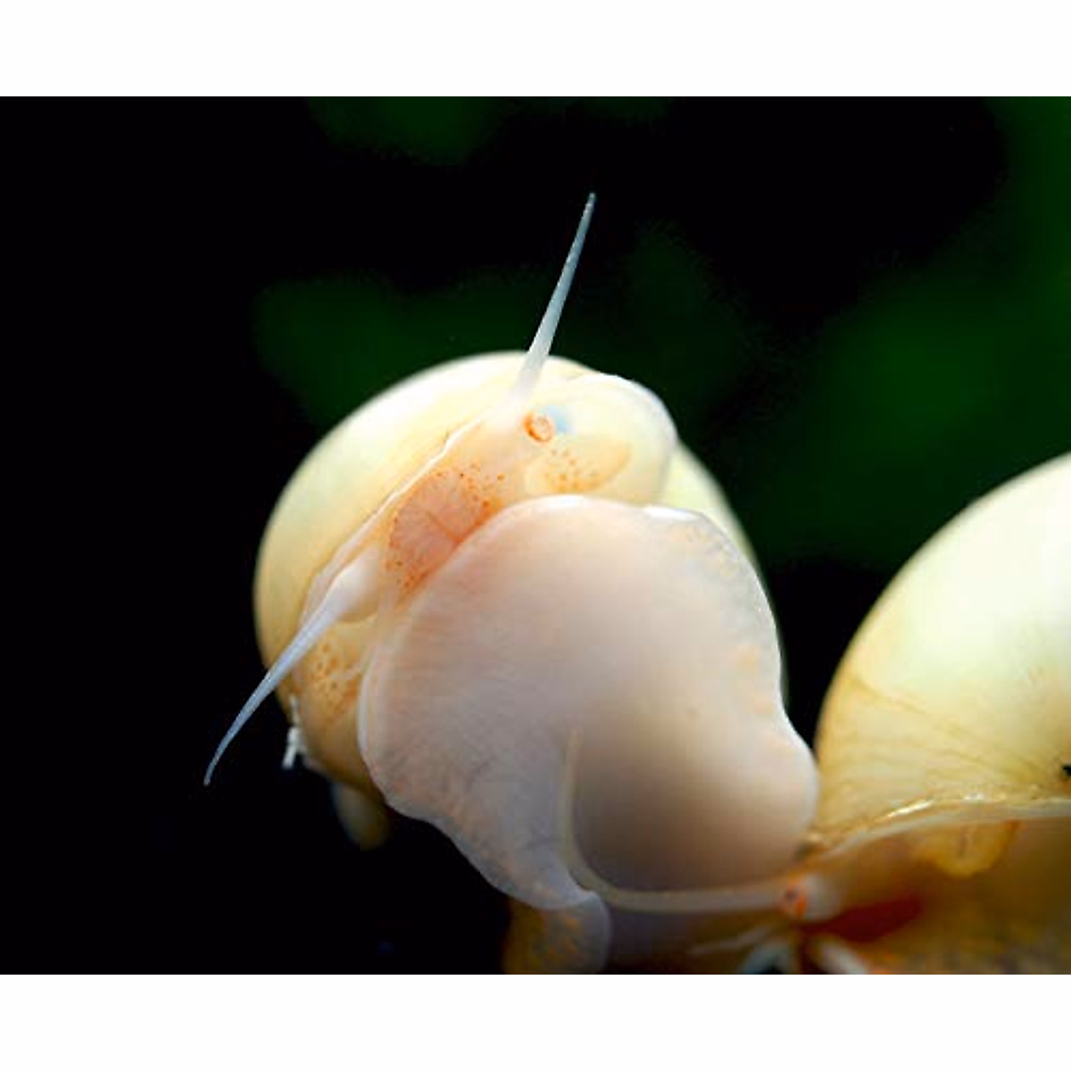 Aquatic Arts 1 Live Ivory Mystery Snail | Freshwater Aquarium Control / Glass Clearer | Safe in Tetra / Guppy / Betta Fish Tanks | Tank Decor