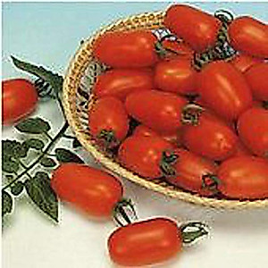 Juliet Tomato Seeds (25 Seed Packet) (More Heirloom, Non GMO, Vegetable, Fruit, Herb, Flower Garden Seeds at Seed King Express)