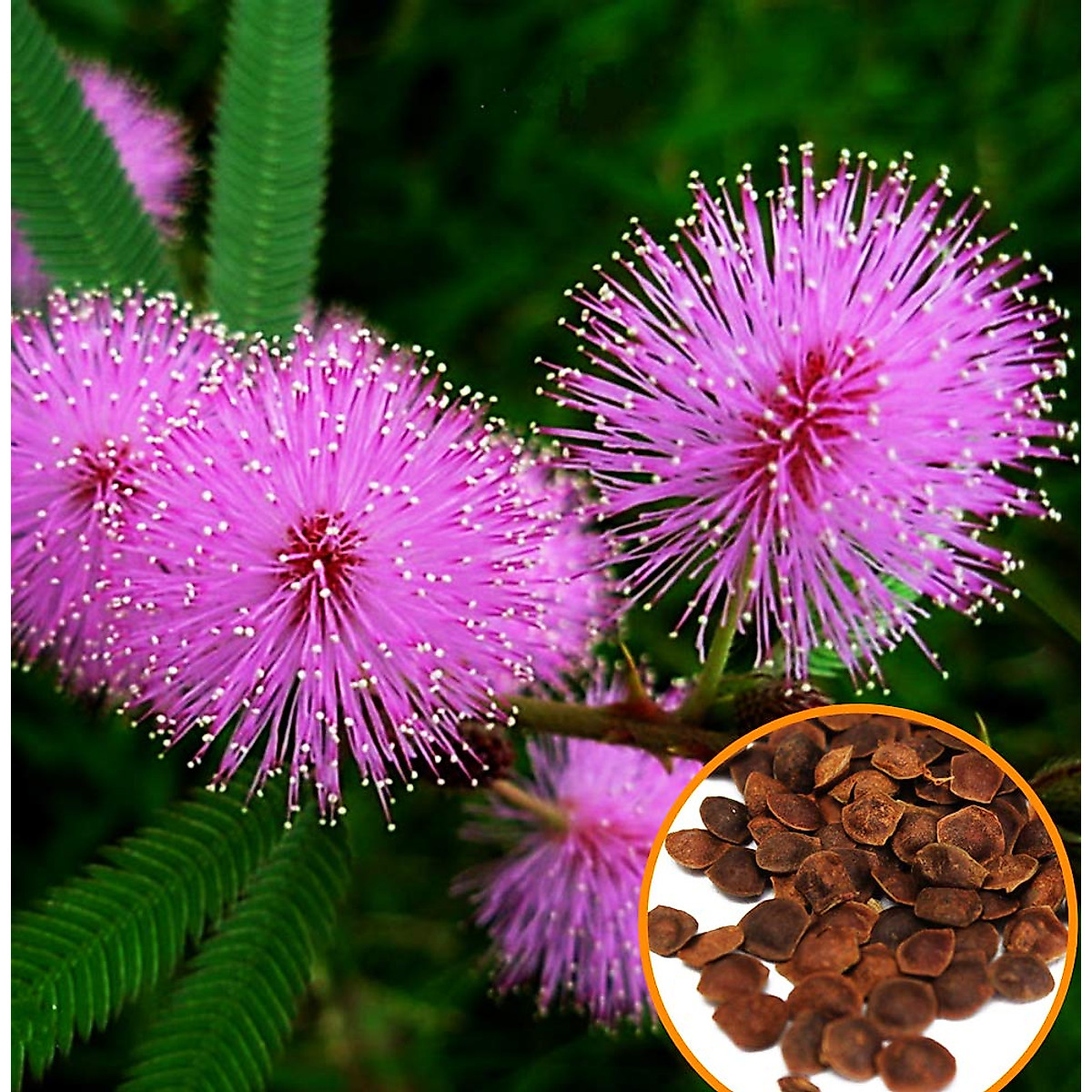 NIKA SEEDS - Flowers Sensitive Plant Pink (Mimosa) - 25 Seeds