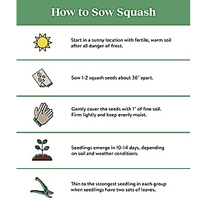 Burpee Fordhook Zucchini Summer Squash Seeds 50 seeds