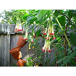 1126-Bolivian Fuchsia (Fuchsia boliviana) Seeds by Robsrareandgiantseeds UPC0764425787310 Non-GMO,Organic, Rare Species, Bonsai,1126 Package of 5 Seeds