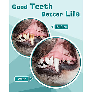 Petbank Dog Teeth Cleaning Kit 12-in-1, Pet Ultrasonic Canine Plaque Remover for Teeth with LED Light, 5 Cleaning Mode, USB Charge Dog Toothbrush Tool with Dental Tools Scaler Scraper