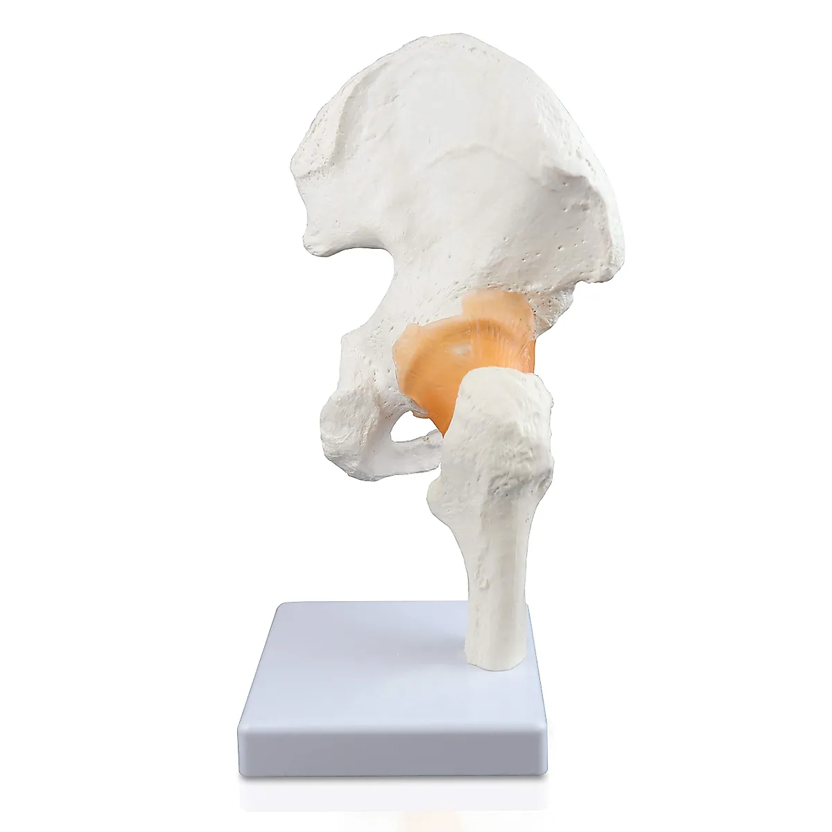Vision Scientific VAJ233 Classic Functional Hip Joint Model, Articulates with Life-Like Flexible Ligaments, Features Femur, Hip Bone & Surrounding Ligaments