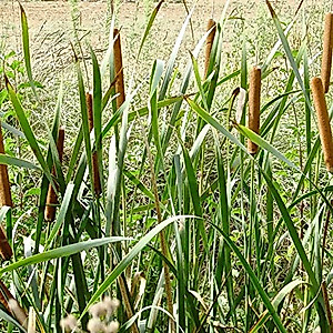 Cattail Seeds Typha Latifolia Perennial Fast-Growing Ornamental Landscape Decorate Ponds Bog Garden Outdoor 50Pcs Herb Seeds by YEGAOL Garden