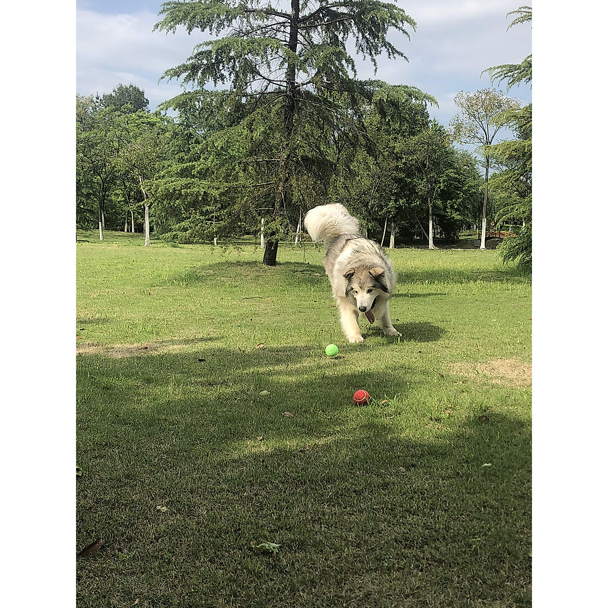 insum Tennis Ball for Dog Pack of 12 Colorful Easy Catching Pet Dog Ball (2.5inch-4colors)