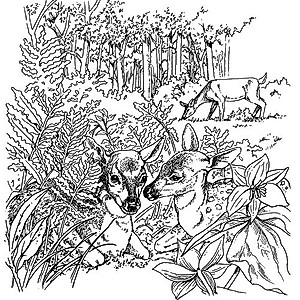 A Walk in the Woods (Dover Nature Coloring Book)