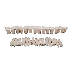 32pcs Removable Teeth Piece for Typodont Teeth Model Compatible with Kilgore Nissin for Teaching, Study
