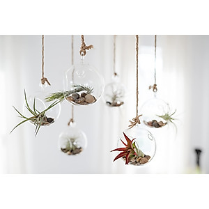 Air Plant Shop 5 Pack XL Tillandsia Balbisiana - Wholesale and Bulk - Succulents - Live Tillandsia - Easy Care Indoor and Outdoor House Plants