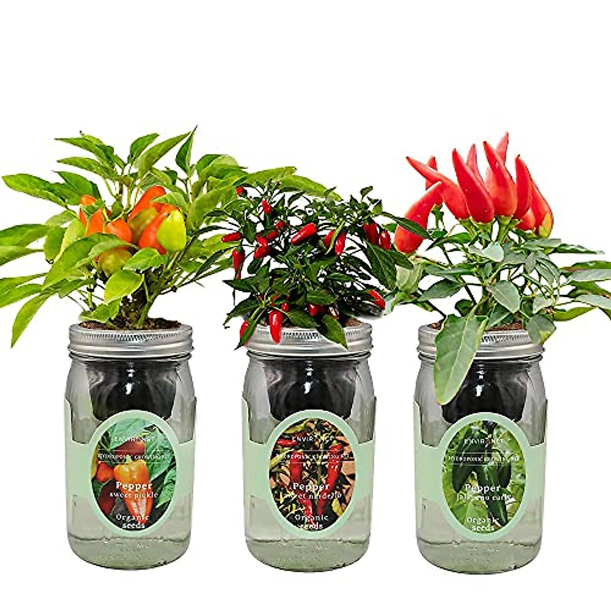 Environet Hydroponic Mason Jar Indoor Garden Organic Seed Starter Kits - Pepper Trio Garden Growing Kits, Gardening Gift (Sweet Nardello Pepper, Jalapeño Early Pepper, Sweet Pickle Pepper)